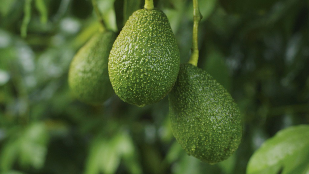 Harvest Guidelines | Avoco