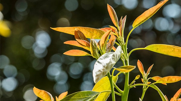 Avoco Orchard Management Guide | Avoco